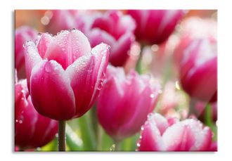 Pixxprint Glasbild, Wandbild aus Echtglas, Tulpen mit Morgentau, 80x60 cm, inkl. Aufh&auml;ngung und Abstandshalter