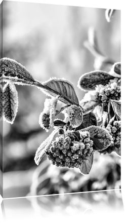 Pixxprint Vogelbeeren im Winter, Gr&ouml;&szlig;e: 80x60cm, Leinwandbild, fertig gespannt, Wandbild, Dekoration, Kunstdruck, kein Poster