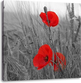 Pixxprint Mohnblumen im Getreidefeld, Größe: 60x60, Leinwandbild Quadratisch, Wandbild, Kunstdruck, fertig bespannt