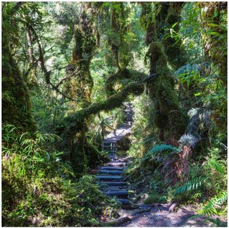 Wallario Sticker/Aufkleber f&uuml;r K&uuml;hlschrank/Geschirrsp&uuml;ler/K&uuml;chenschr&auml;nke, Selbstklebende Folie - 60 x 60 cm, Motiv: Weg durch den Mooswald