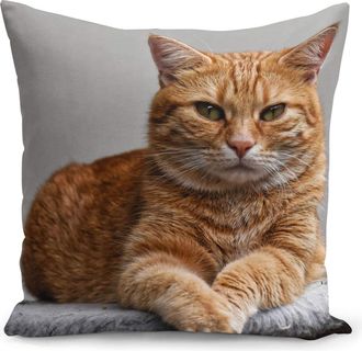 Fabulous Kissen Kissenbezug 40x40 cm Schöne rote Katze EIN Langer Mantel Relax Chill