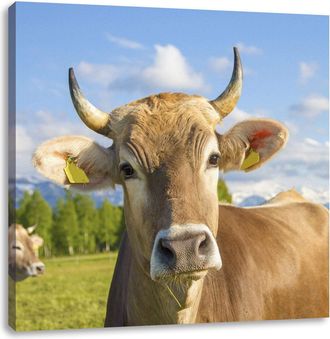 Pixxprint Neugierige Kuh auf Weide im Allgäu, Größe: 40x40 cm, Leinwandbild Quadratisch, Wandbild, Kunstdruck, fertig bespannt