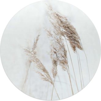 Reinders Glasbild, Pampasgras, Wohnzimmer, Poster, Wanddeko, Glasbilder, Glas, Wei&szlig;, &Oslash; 50cm
