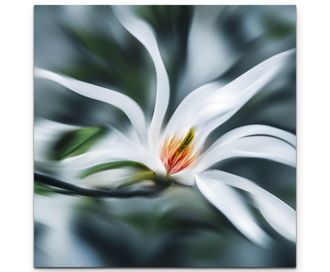 Paul Sinus Art Leinwandbilder | Bilder Leinwand 60x60cm Wei&szlig;e Blume - Magnolie abstrakt