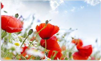 Wallario Fr&uuml;hst&uuml;cksbrettchen aus Glas, Glasunterlage, Glasbrettchen Mohnblumen unter blauem Himmel, Gr&ouml;&szlig;e 14 x 23 cm, Sicherheitsglas