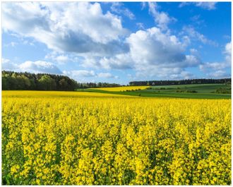Wallario Poster - Bl&uuml;hendes Rapsfeld in Premiumqualit&auml;t, Gr&ouml;&szlig;e: 40 x 50 cm