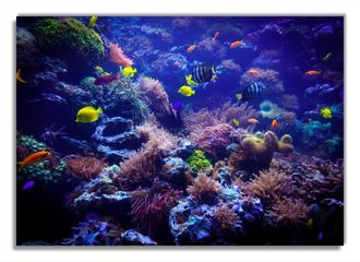 Wallario selbstklebendes Poster - Farbenwelt unter Wasser, Aufkleber in Premiumqualit&auml;t, Klebefolie Gr&ouml;&szlig;e: 70 x 100 cm (Riesenposter)