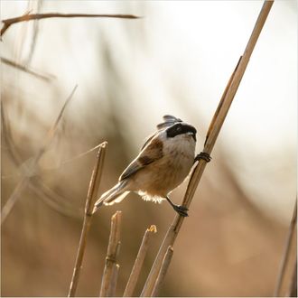 Wallario Sticker/Aufkleber f&uuml;r K&uuml;hlschrank/Geschirrsp&uuml;ler/K&uuml;chenschr&auml;nke, Selbstklebende Folie - 60 x 60 cm, Motiv: Vogel im Schilf