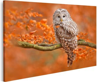 Islandburner Bild auf Leinwand Ural Eule Strix Uralensis Sitzend Baum AST Orange Blätter Eichenwald Schweden Bilder Wandbilder Poster IPCL-1K
