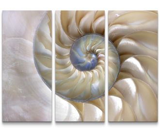 Paul Sinus Art Leinwandbilder | Bilder Leinwand 130x90cm wunderschöne Nautilus-Muschel - Nahaufnahme