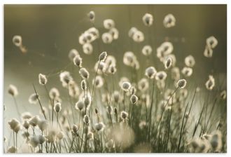 Artland ARTland Wanddeko Wandbild Alu Verbundplatte für Innen & Outdoor Bild 120x80 cm Pflanzen Gräser Pampasgras Wollgras Blüten Blumen Moor Frühling U4YQ