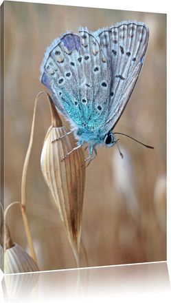 Pixxprint blauer Schmetterling auf blauer Blume Bildblau, Schmetterling, Blume, Natur, Tier, Größe: 120x80cm, Leinwandbild, fertig gespannt, Wandbild, Dekoratio