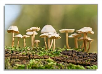 Wallario selbstklebendes Poster - Pilze auf Baumstamm, Aufkleber in Premiumqualit&auml;t, Klebefolie Gr&ouml;&szlig;e: 70 x 100 cm (Riesenposter)