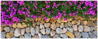 Wallario Glasbild Mauer mit pinken Bl&uuml;ten - 50 x 125 cm Wandbilder Glas in Premium-Qualit&auml;t: Brillante Farben, freischwebende Optik