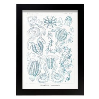 Nacnic Dekorativer Kunstdruck mit Ctenophorae-Illustration, A4, Vintage-Stil, zur Dekoration von Zuhause, Wohnzimmer, Zimmer, Arbeitszimmer