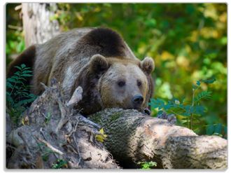 Wallario Glasunterlage/Schneidebrett aus Glas, B&auml;r im Wald, Gr&ouml;&szlig;e 30 x 40 cm, Kratzfest, aus Sicherheitsglas