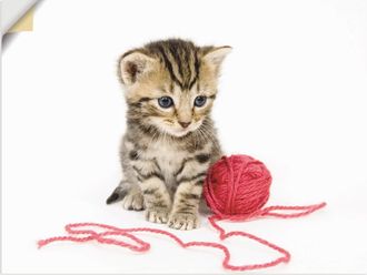 Artland ARTland Wanddeko Wandtattoo selbstklebende Vinylfolie 80x60 cm Katze Tiere Babykatze Haustier Süß Mädchen T5XV