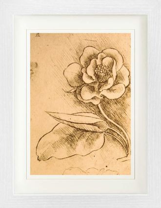 1art1 Leonardo Da Vinci Poster Blumenstudie, Detail, 1481-1483 Gerahmtes Bild Mit Edlem Passepartout | Wand-Bilder | Im Bilderrahmen 40x30 cm