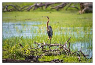 Wallario selbstklebendes Poster - Graureiher am Wasser, Aufkleber in Premiumqualit&auml;t, Klebefolie Gr&ouml;&szlig;e: 61 x 91,5 cm (Maxiposter)