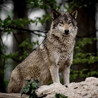 Ceanothe Tableau sur Toile Loup 45x45 cm D&eacute;coration Murale Art D&eacute;coratif Muraux Peinture Imprim&eacute;e en HD Salon Chambre Bureau Bois de For&ecirc;t FSC Fabriqu&eacute; en Fran