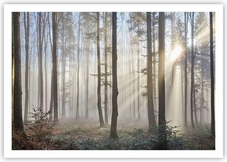 Arttor Poster ohne Rahmen Deko 100x70cm Wald Baum Natur Wandposter Art Prints Wanddeko Bild Wand Kunstdruck Wandbilder Dekoration Wohnzimmer Schlafzimmer K&uuml;c