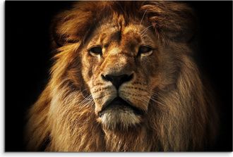 Paul Sinus Art Sinus Art Leinwandbild 120x80cm Tierfotografie - Großer ausgewachsener Löwe im Porträt