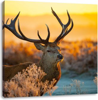 Pixxprint Stolzer Hirsch auf Wiese, Gr&ouml;&szlig;e: 40x40, Leinwandbild Quadratisch, Wandbild, Kunstdruck, fertig bespannt