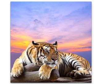 Paul Sinus Art Leinwandbilder | Bilder Leinwand 60x60cm liegender Tiger mit Sonnenuntergang im Hintergrund