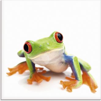 Artland ARTland Wanddeko Glasbilder Wandbild Glas Bild einteilig Quadratisch Natur Tiere Frosch Laubfrosch Porträt mit weißem Hintergrund T5WY