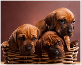 Wallario Poster - Welpen im Korb in Premiumqualit&auml;t, Gr&ouml;&szlig;e: 40 x 50 cm