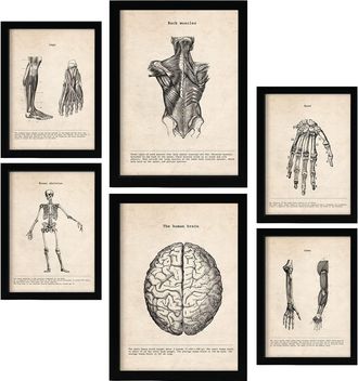 Nacnic Gliedmaßen und Gehirn Postern. Medizinische Illustrationen im Vintage Stil von Anatomie, Körperteilen, Knochen und Muskeln. Innenarchitektur und Dekor