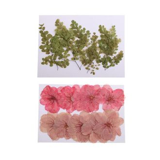 Harilla 20 Gepresste Getrocknete Sakura Kirschbl&uuml;ten Adiantum f&uuml;r DIY