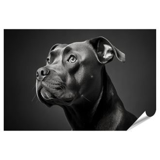 Islandburner Prime XXL Bild Poster Portrait Staffordshire Bullterrier Schwarz Weiss Premium Bilder Fotodruck