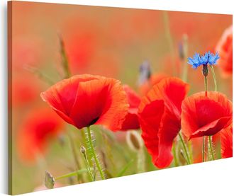 Islandburner Bild auf Leinwand Roter Mohn und blaue Kornblume im Sommerfeld Bilder Wandbilder Poster
