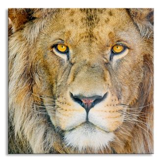 Pixxprint Glasbild, Wandbild auf Echtglas, bildsch&ouml;ner L&ouml;we, 70x70 cm, inkl. Aufh&auml;ngung und Abstandshalter