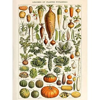 Artery8 Millot Encyclopedia Page Vegetables Legumes Unframed Wall Art Print Poster Home Decor Premium Seite Wand Zuhause Deko