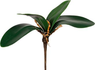 Creativ Home Künstliches ORCHIDEENLAUB 20-25 cm. Mit 4 Orchideenblätter und Luftwurzeln