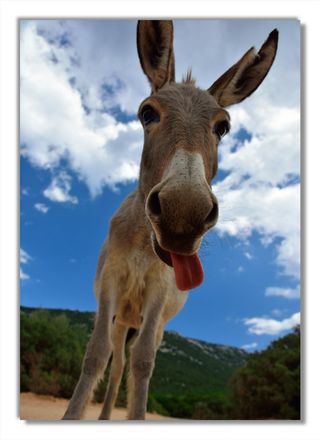 Wallario selbstklebendes Poster - Frecher Esel, Aufkleber in Premiumqualit&auml;t, Klebefolie Gr&ouml;&szlig;e: 70 x 100 cm (Riesenposter)