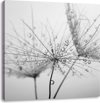 Pixxprint Pusteblume bedeckt mit Tropfen Schwarz, Weiß, Größe: 70x70, Leinwandbild Quadratisch, Wandbild, Kunstdruck, fertig bespannt