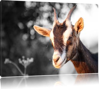 Pixxprint s&uuml;&szlig;e Ziege B&W, Gr&ouml;&szlig;e: 60x40cm, Leinwandbild, fertig gespannt, Wandbild, Dekoration, Kunstdruck, kein Poster