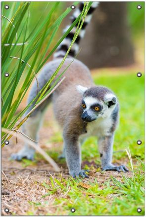 Wallario Outdoor-Poster f&uuml;r Garten oder Balkon Katta auf Entdeckungstour, Motivbanner Gr&ouml;&szlig;e: ca. 80 x 120 cm, Outdoor-Bild