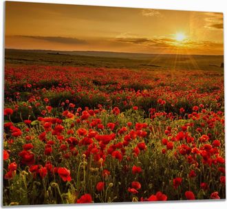 Wallario Herdabdeckplatte/Spritzschutz aus Glas, 1-teilig, 60x52cm mit 8mm hohen Füßen, für Ceran- und Induktionsherde, Mohnblumenwiese bei Sonnenuntergang am 