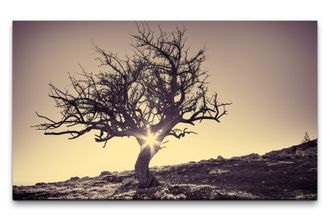 Paul Sinus Art Bilder XXL Baum im Winter 120x70cm Wandbild auf Leinwand