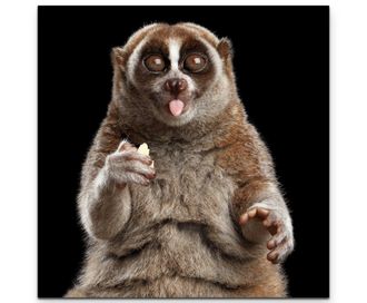 Paul Sinus Art Leinwandbilder | Bilder Leinwand 90x90cm Portrait Plumploris