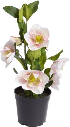 Botanic-Haus künstliche Christrose (Weihnachtsdekoration) im schwarzen Kunststofftopf, Größe: 36 cm x 19 cm x 19 cm, Stil: modern, Art: Busch, Menge: 1 stück