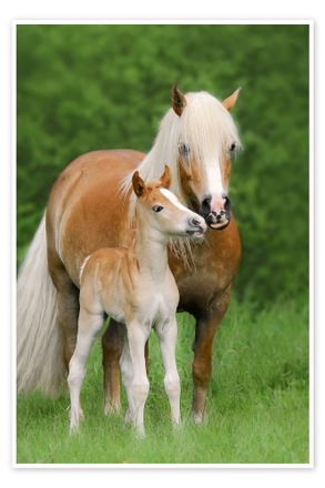 Posterlounge Haflinger Fohlen mit Mutter Poster von Katho Menden 40 x 60 cm Wandbilder Wanddeko