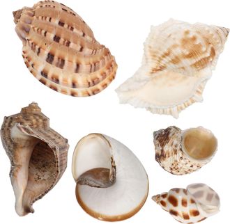 Cabilock 6 Stück Teiliges Natürliche Muschel-deko mit Seesternen Vielseitige Aquarium Conch Shell Dekorationen Realistische Habitatgestaltung für Tropische Aqu