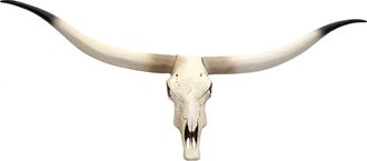 Mendler Deko Kuhschädel HWC-D32AM, Stierkopf Bulle Tierkopf Longhorn Trophäe, Polyresin 103x43x11cm