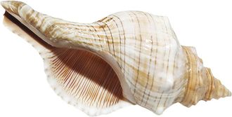 Cabilock Natürliche Deko Lebensechte Conch für Aquarium Tisch DIY Bastelmaterial Geruchlos Vielseitig für Meeresthema Fischbecken