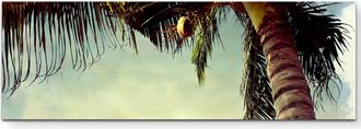 Paul Sinus Art Leinwandbilder | Bilder Leinwand 150x50cm Palme am Strand